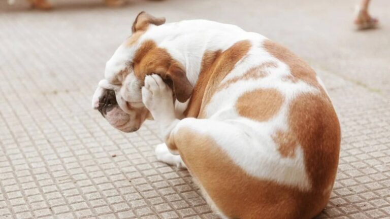 Why Does a Dog Have Itchy Skin? Causes and Simple Care Tips