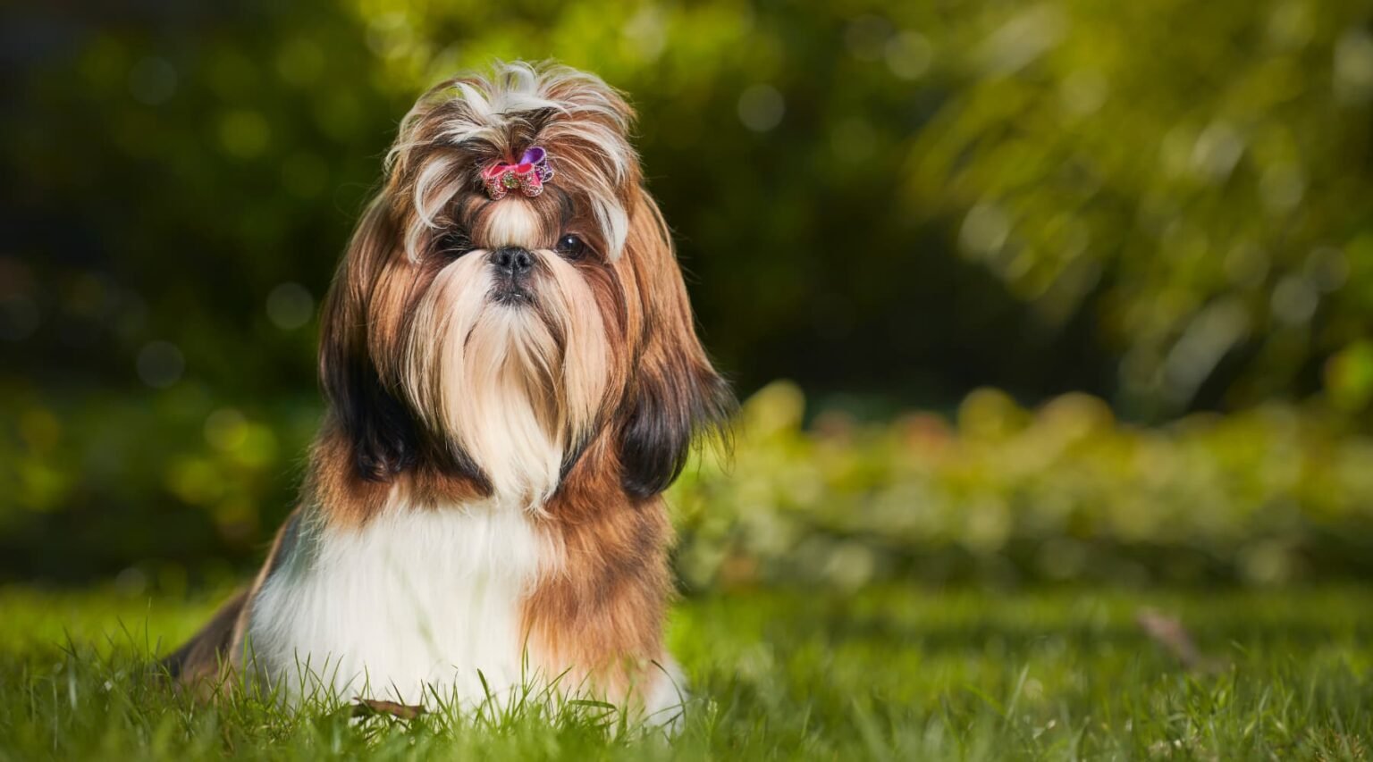 Best Food for Shih Tzu Puppy With a Sensitive Stomach